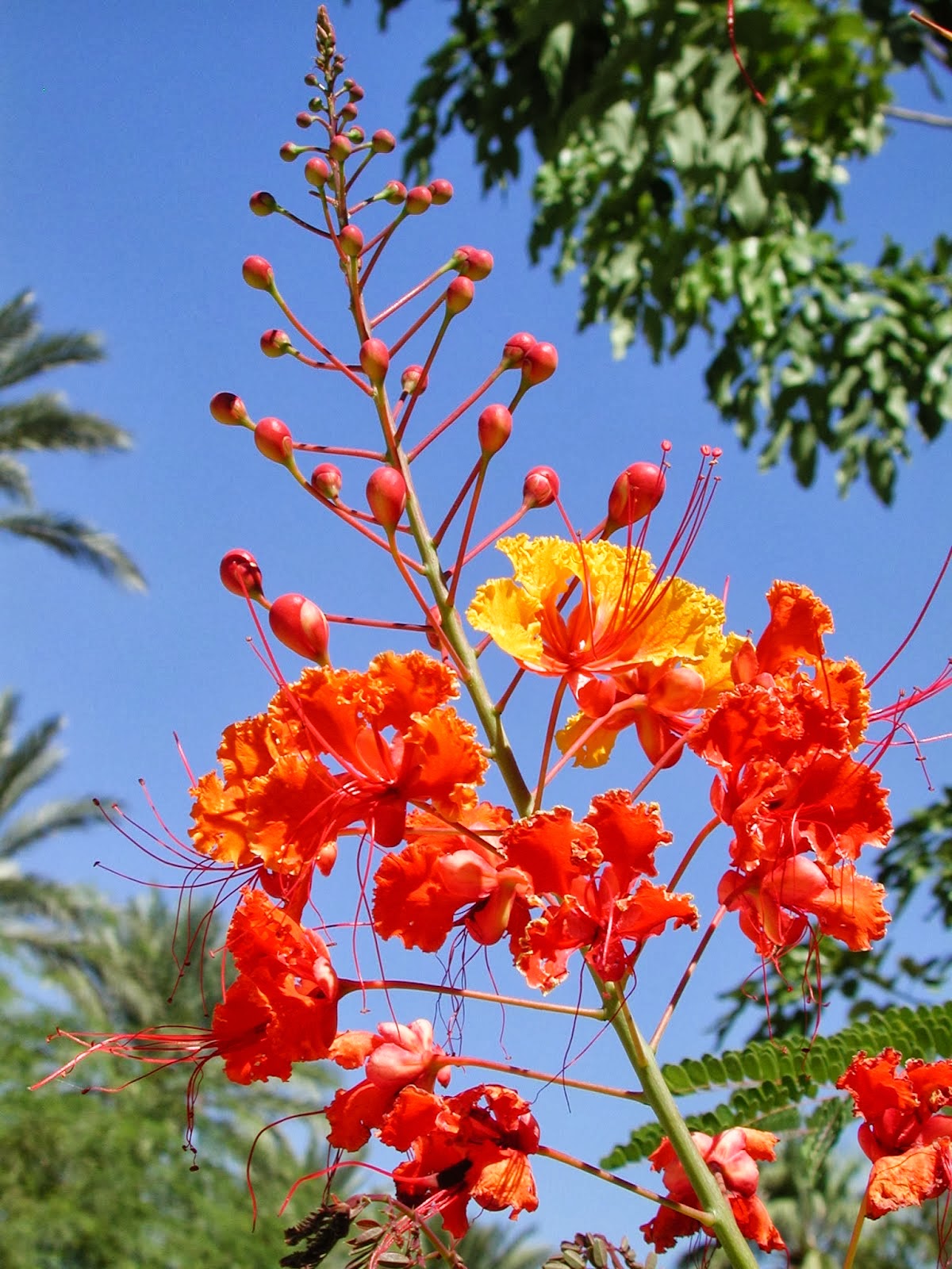 TAMAN SWARGALOKA: BUNGA MERAK