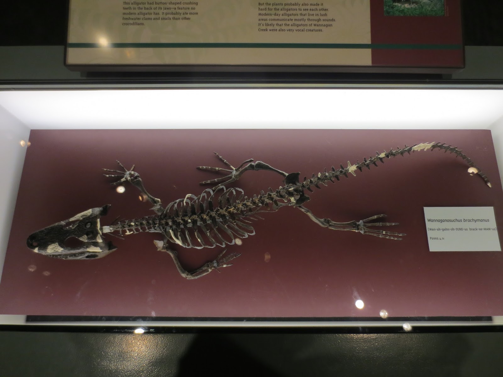 Equatorial Minnesota: Fossil Crocs of the Science Museum