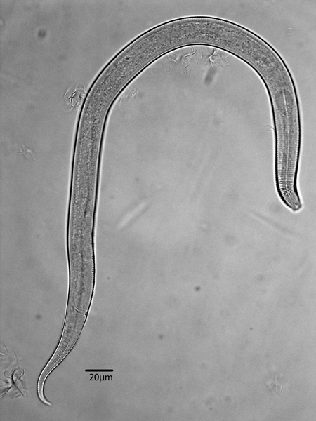Variety of Life: Chromadorida