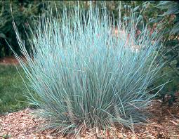 Tn Nursery Blog: Native Grasses Attracts Wildlife, Helps Small Animals ...