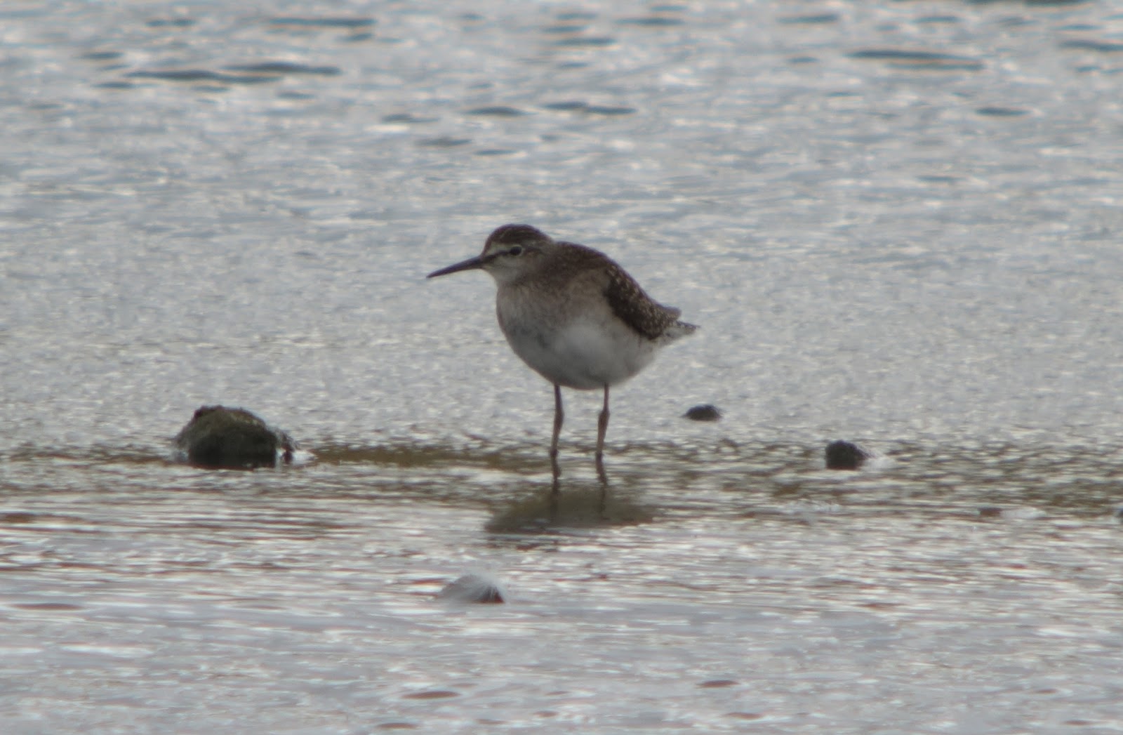 Graham's Birding Blog: August 2013