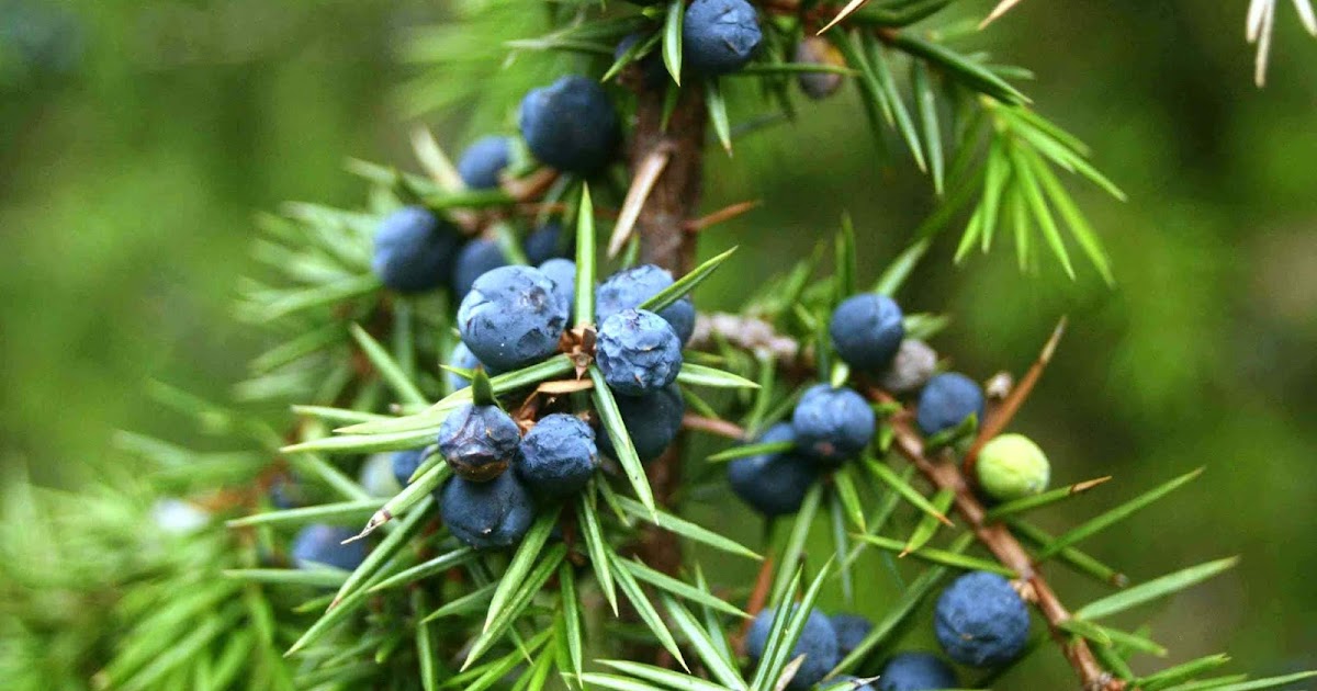 Ljekovita svojstva soka od smreke