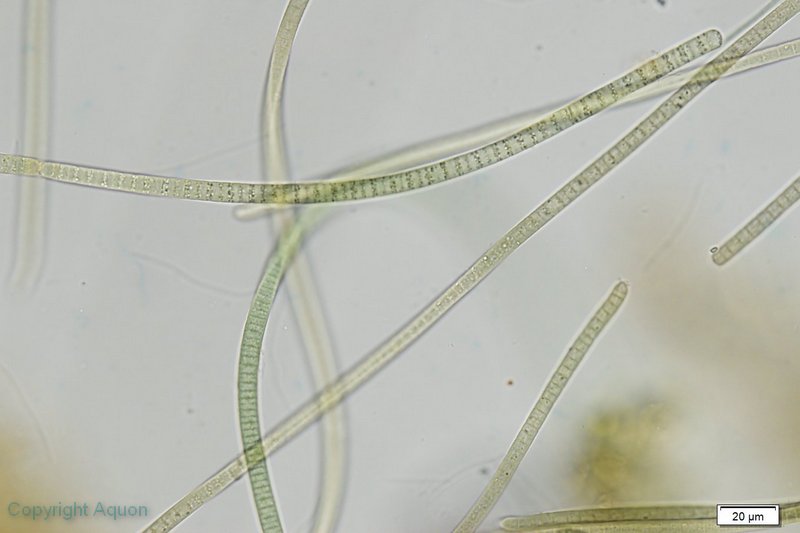 Orbica: The Phormidium Case - Part I