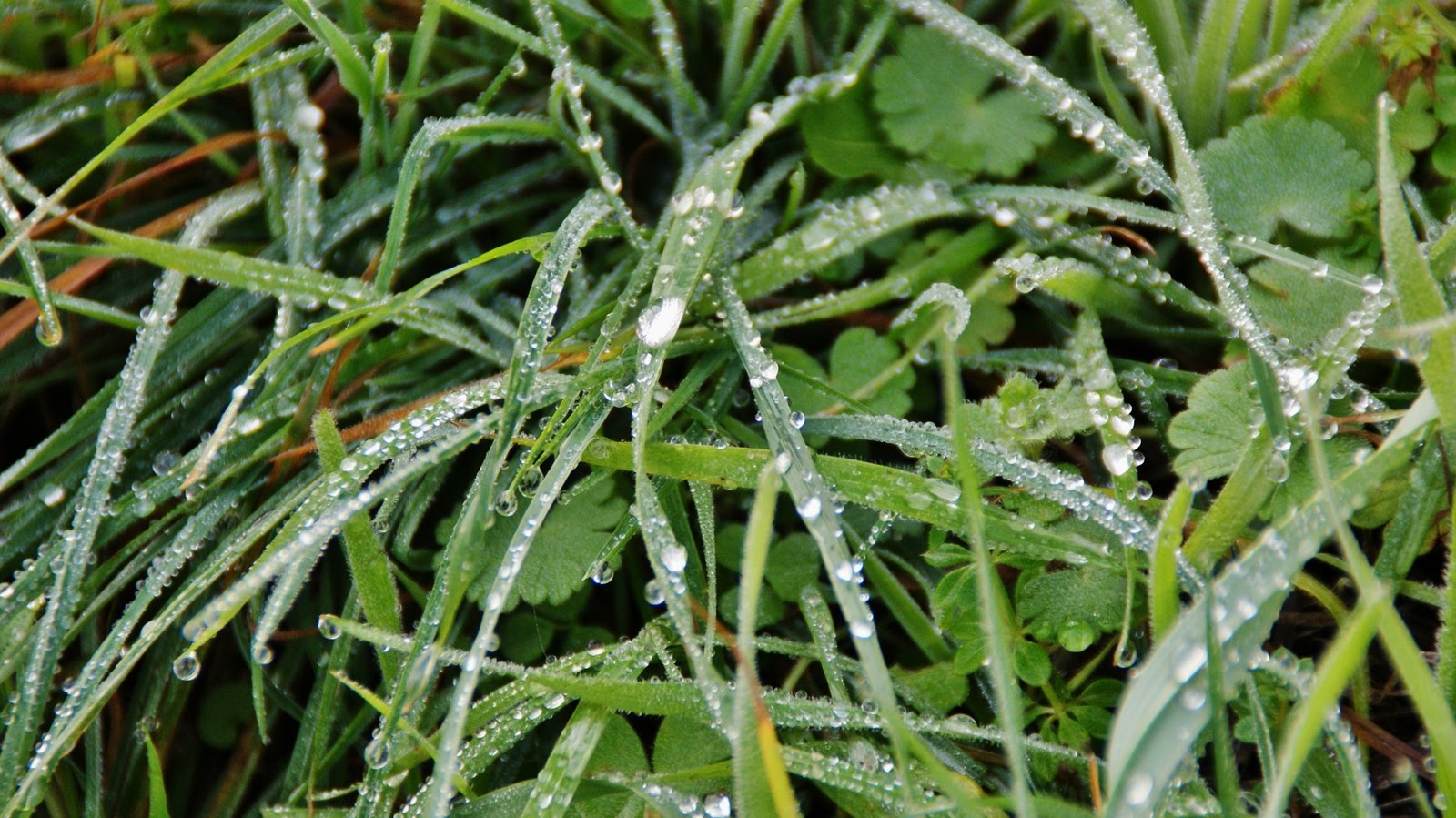 Sacedón, fotos y cosas mías: Niebla, hielo y plantas llorando cristales