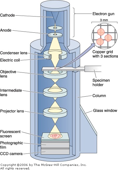 De Histology: Electron Microscopy