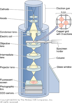 De Histology: Electron Microscopy
