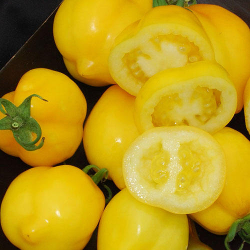 Orto: Passione per i pomodori - by Delia
