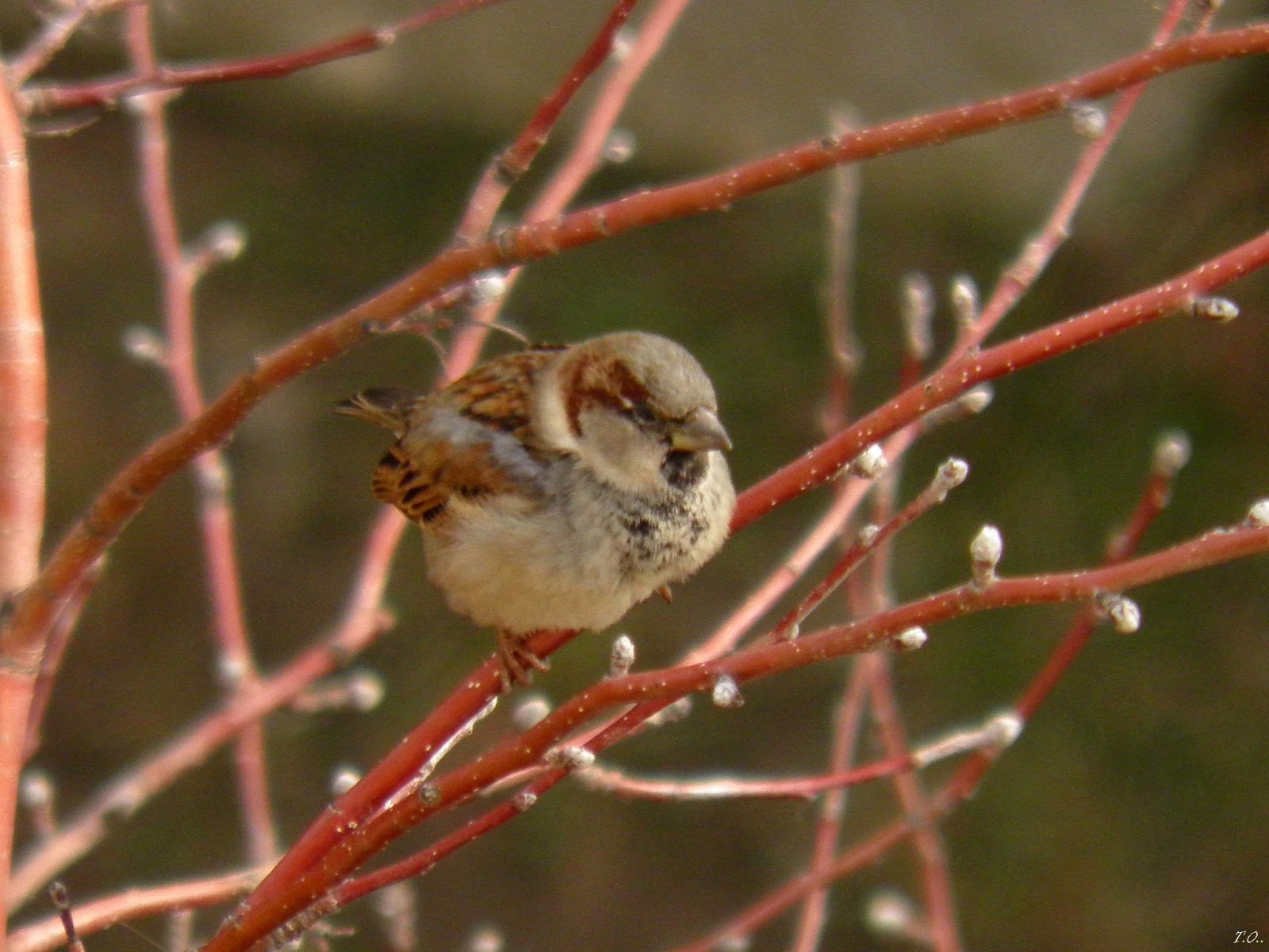 PASARI DIN ROMANIA: VRABIA DE CASA, Passer domesticus