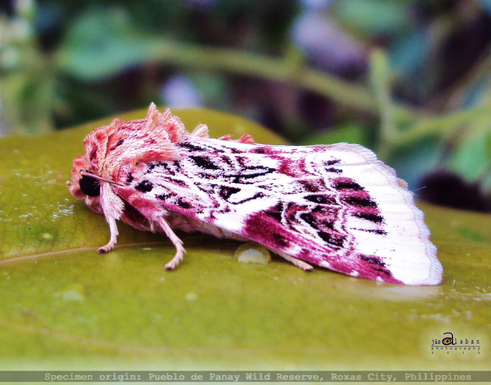 Biodiversity Capiz: Lily Caterpillar Moth