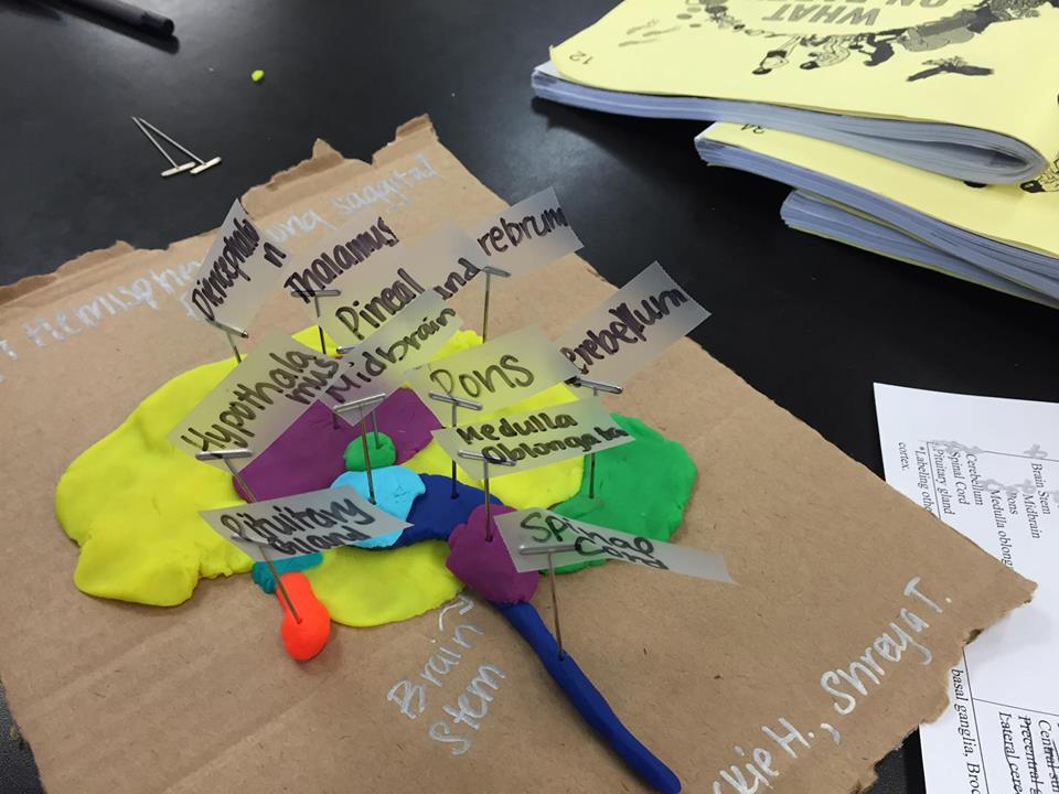 Kanika Anatomy and Physiology: The Clay Brain