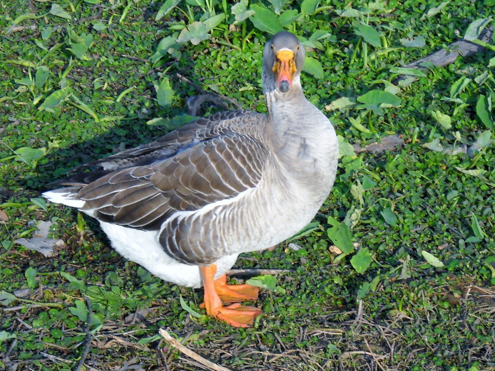 White Rock Lake, Dallas, Texas: The Ducks and Waterfowl of White Rock Lake