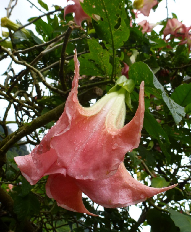 Greenfingers: Bunga Cameron Highlands