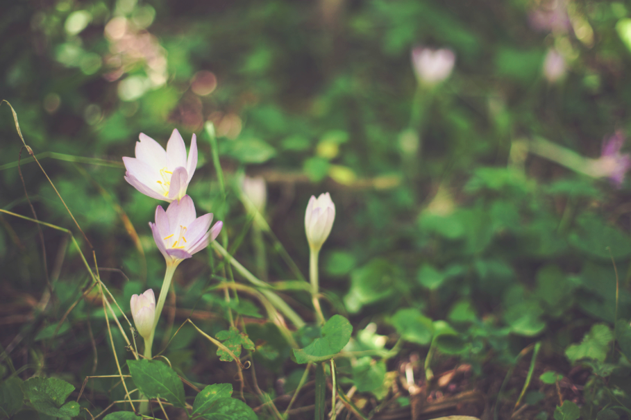 Colchiques dans les près | Daydream in colors