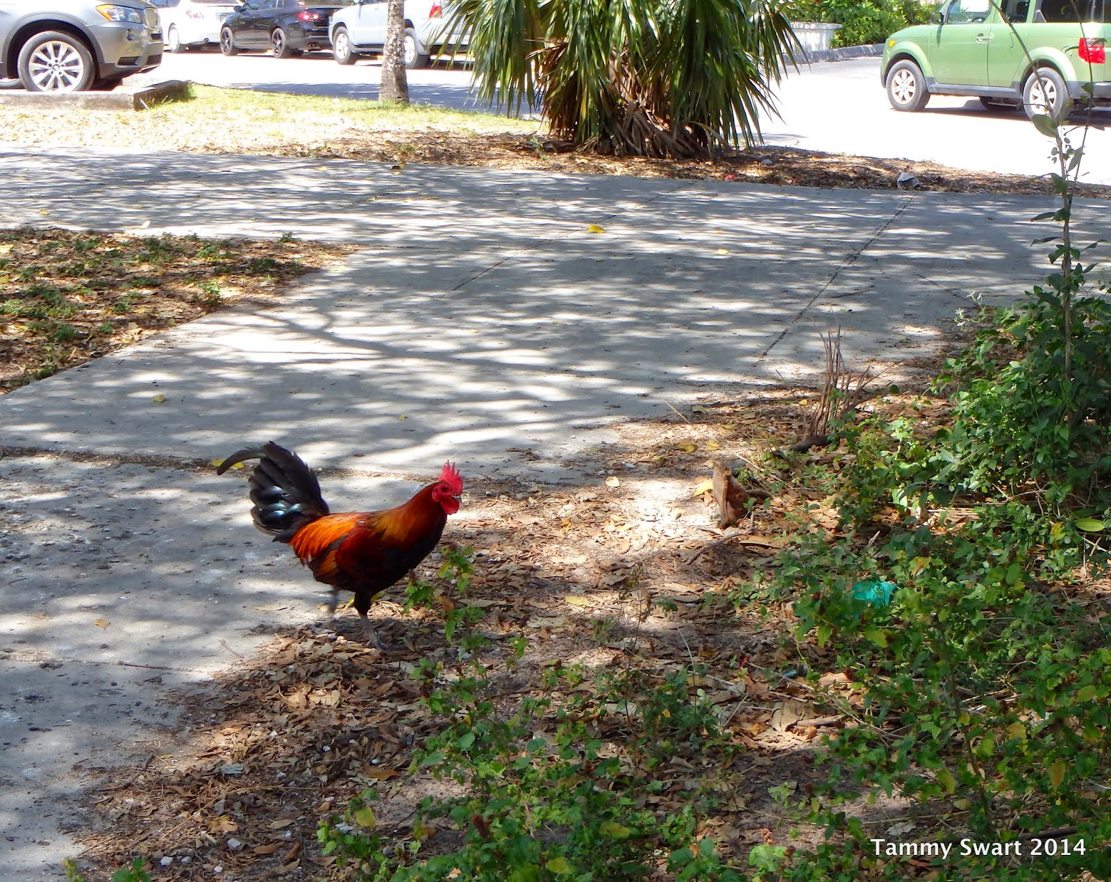 Things we did today...: Getting Straight With US Customs & Border Patrol