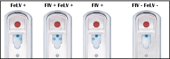 Felinews: Vírus da Imunodeficiência Felina (FIV)