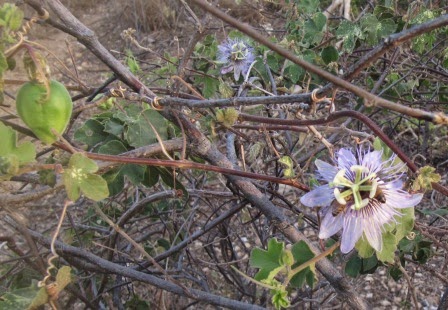 stichting K.A.D.E.: Medicinale inheemse planten in Aruba en hun toepassing