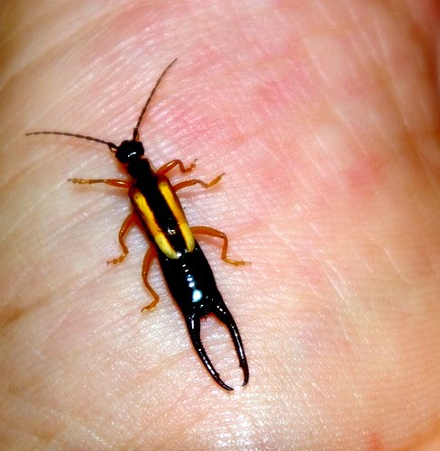 Control de Plagas en Sanidad Ambiental: Picaduras, mordeduras ...