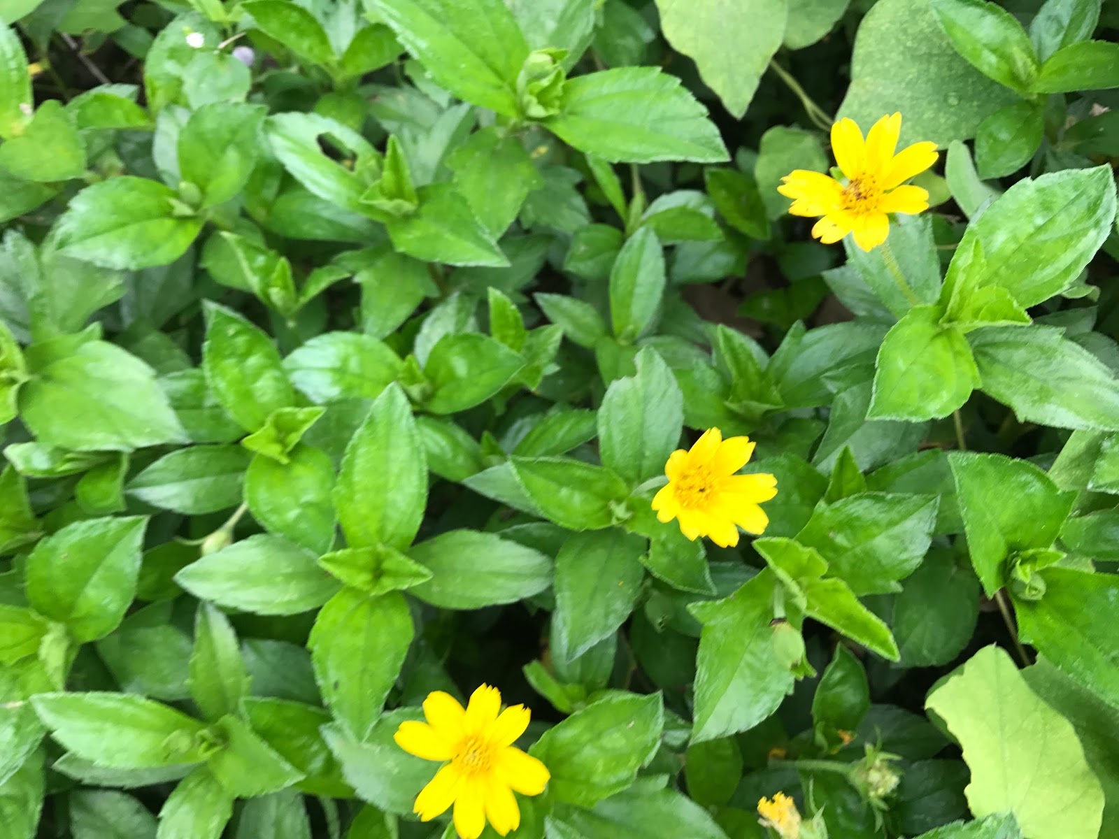 新/马草药自然医学: 蟛蜞菊的功效与作用.,Health Benefit of Wedelia trilobata .Manfaat ...