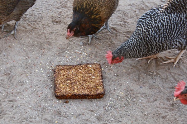 DIY Flock Block Substitute | The Prairie Homestead