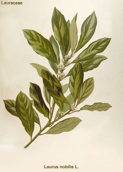 Lovor (lat. Laurus nobilis) | Prirodni lijekovi za sve bolesti ! All ...