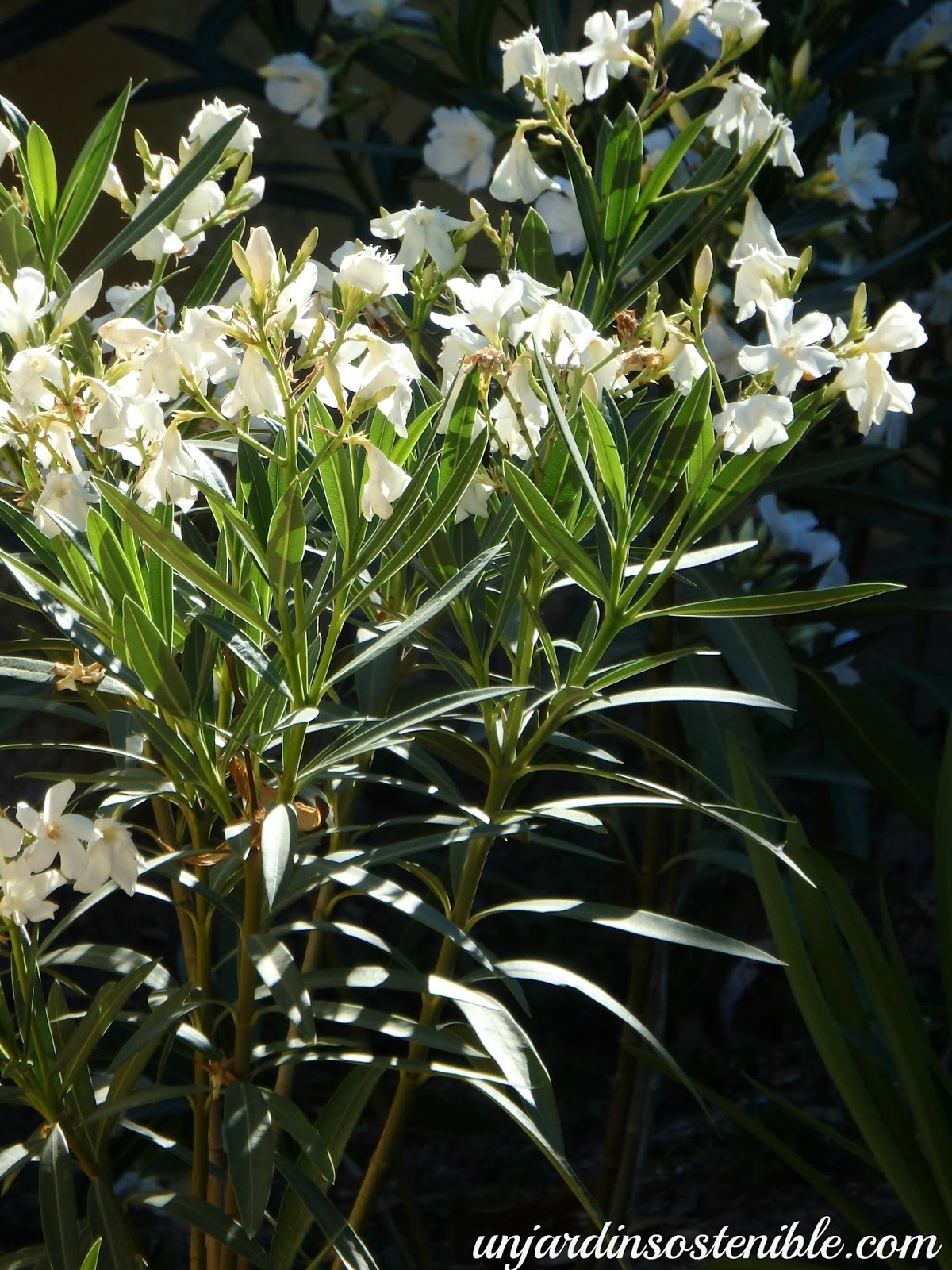 Nerium oleander (Adelfa, Laurel rosa, Balandre etc.)