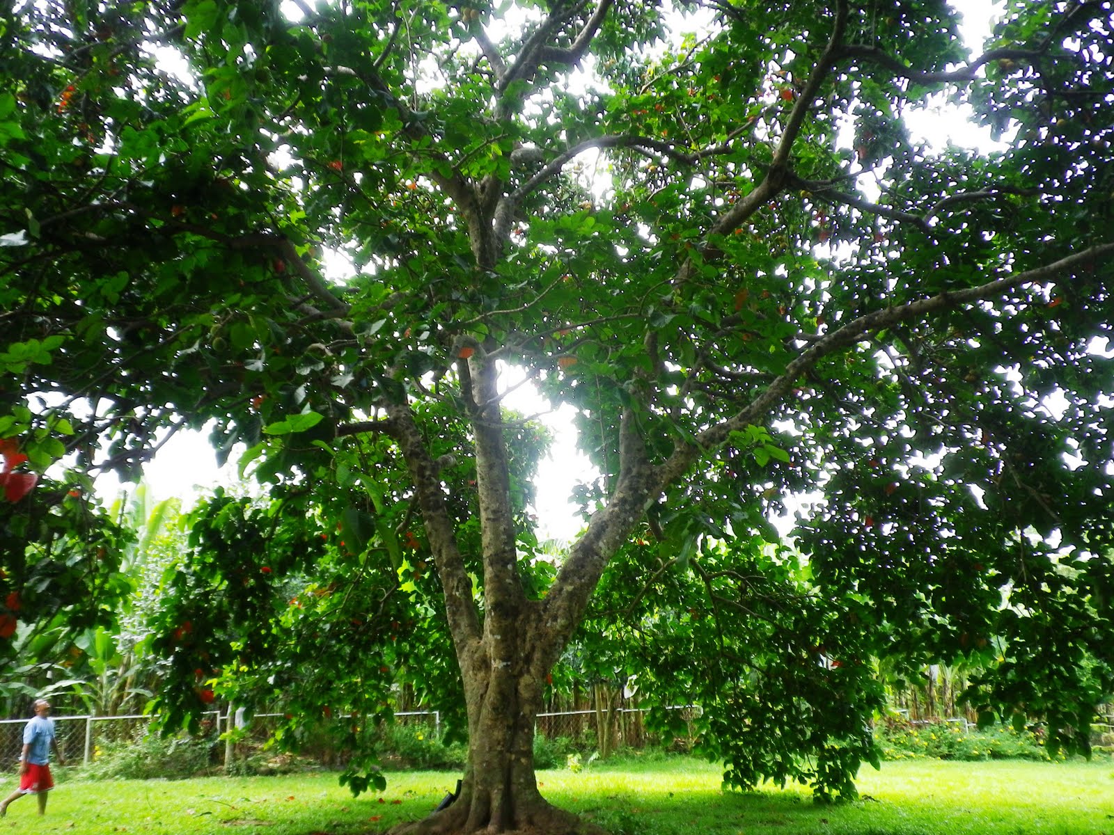Duchess of KAYmbridge: Santol Season is here