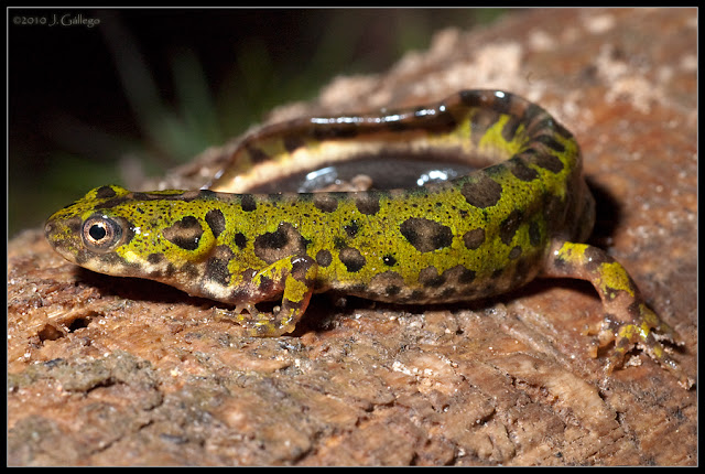 macroinstantes: Tritón pigmeo (Triturus pygmaeus)