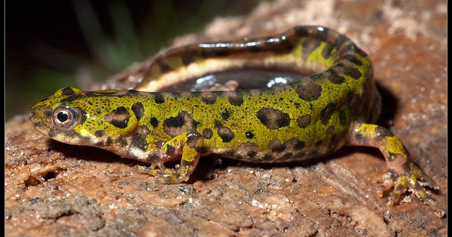 macroinstantes: Tritón pigmeo (Triturus pygmaeus)
