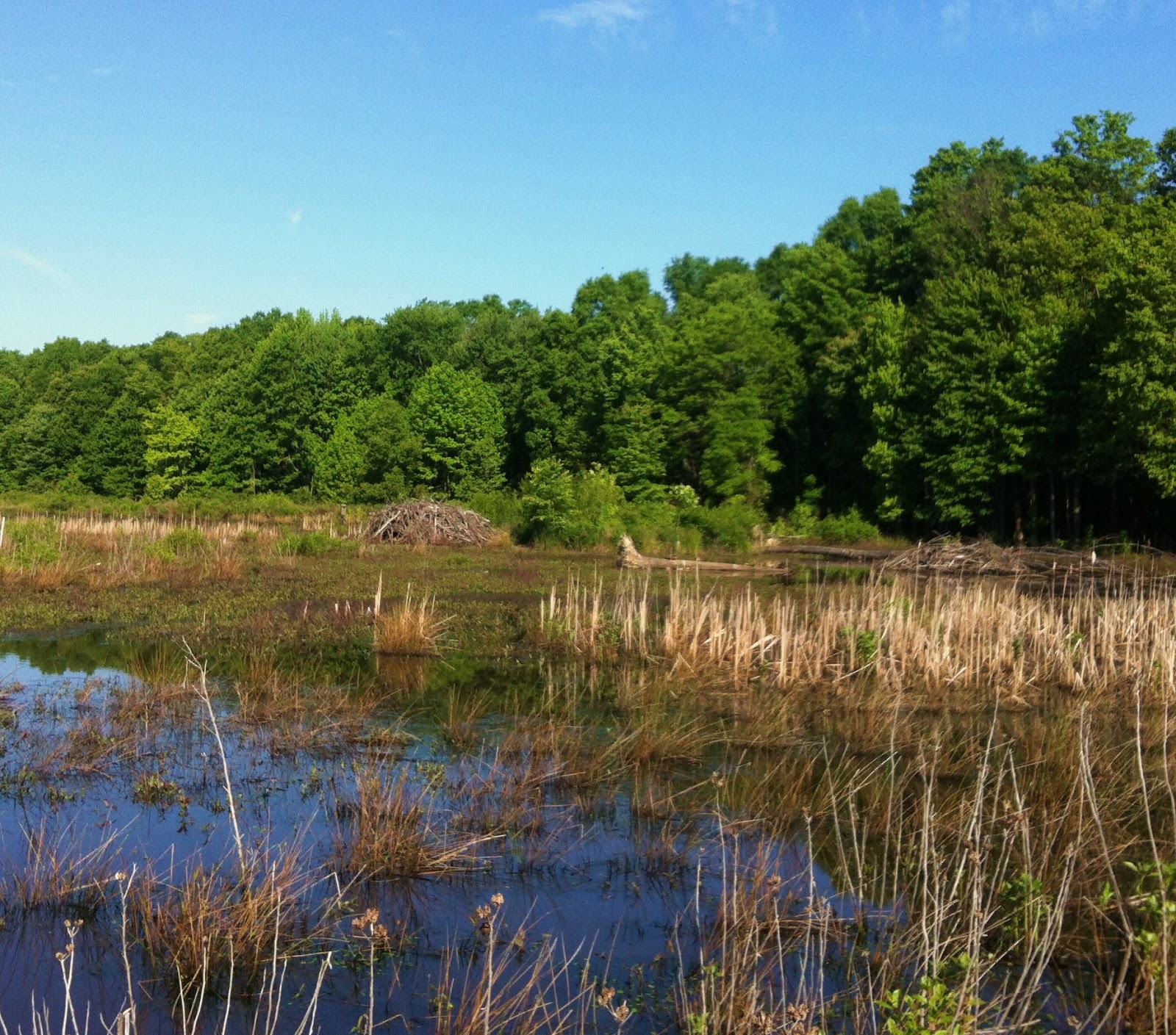 Musings: Huntley Meadows Park, Fairfax County, Virginia