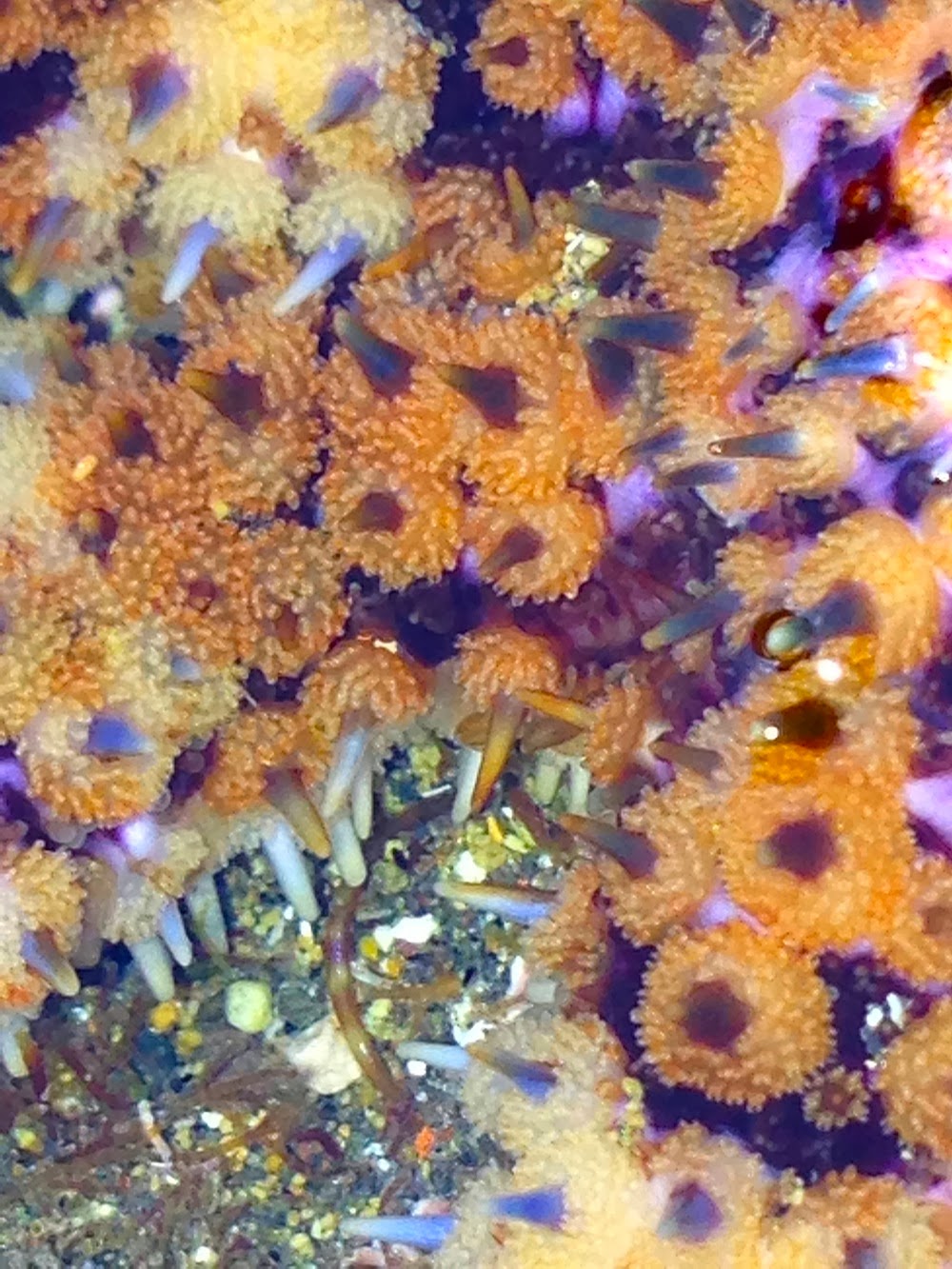 Rafael Microfauna Marina: Estrella de espinas finas (Equinodermos ...