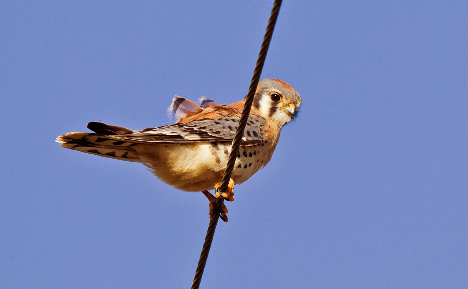 Falconry: How to trap an American kestrel