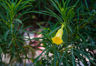 tropicalia: "flora de Angola"