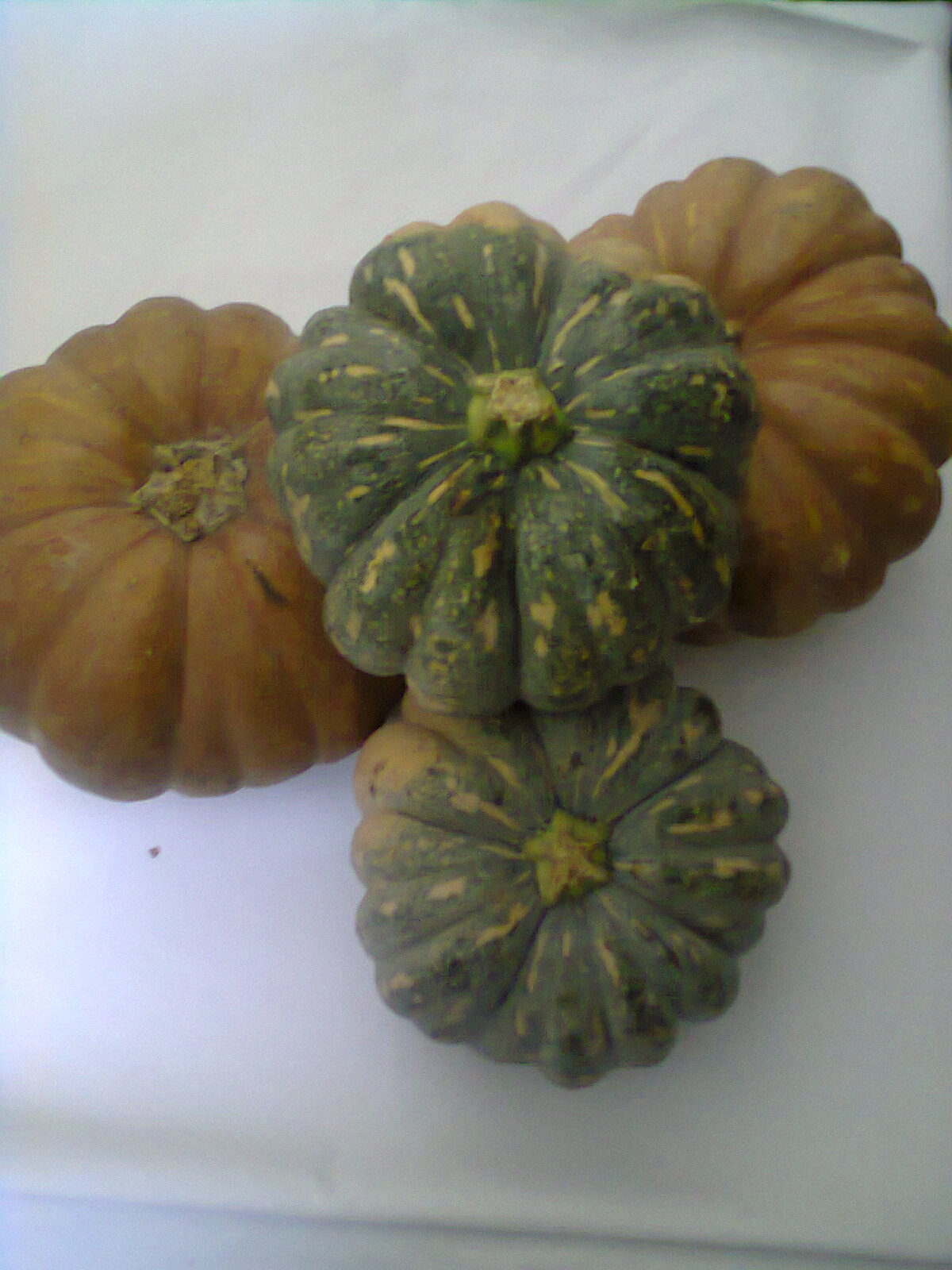 nas sahabat: BUAH LABU RASULULLAH V.S BUAH LABU YAHUDI