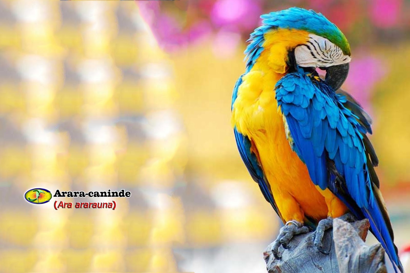ORNITOLOGIA: Arara-canindé (Ara ararauna)