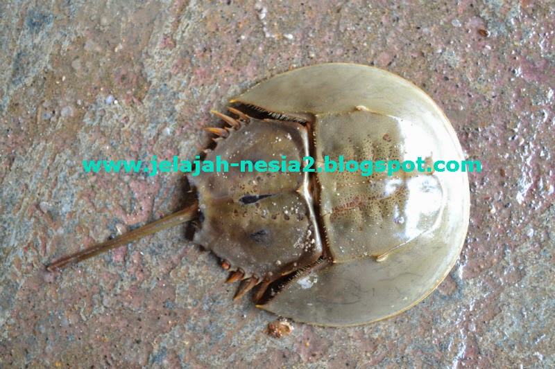 16+ Info Terbaru Hewan Laut Mimi