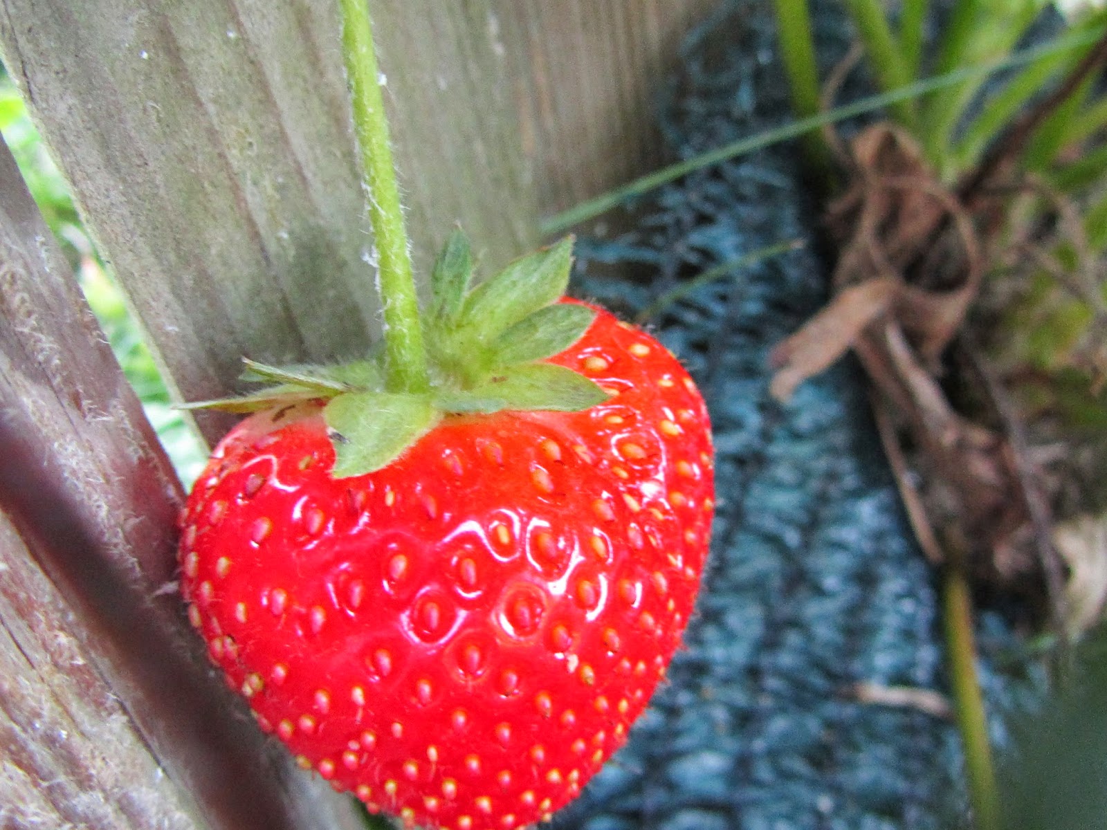 Come Coltivare le Fragole (Fragaria sp.) | Il Gusto Della Natura
