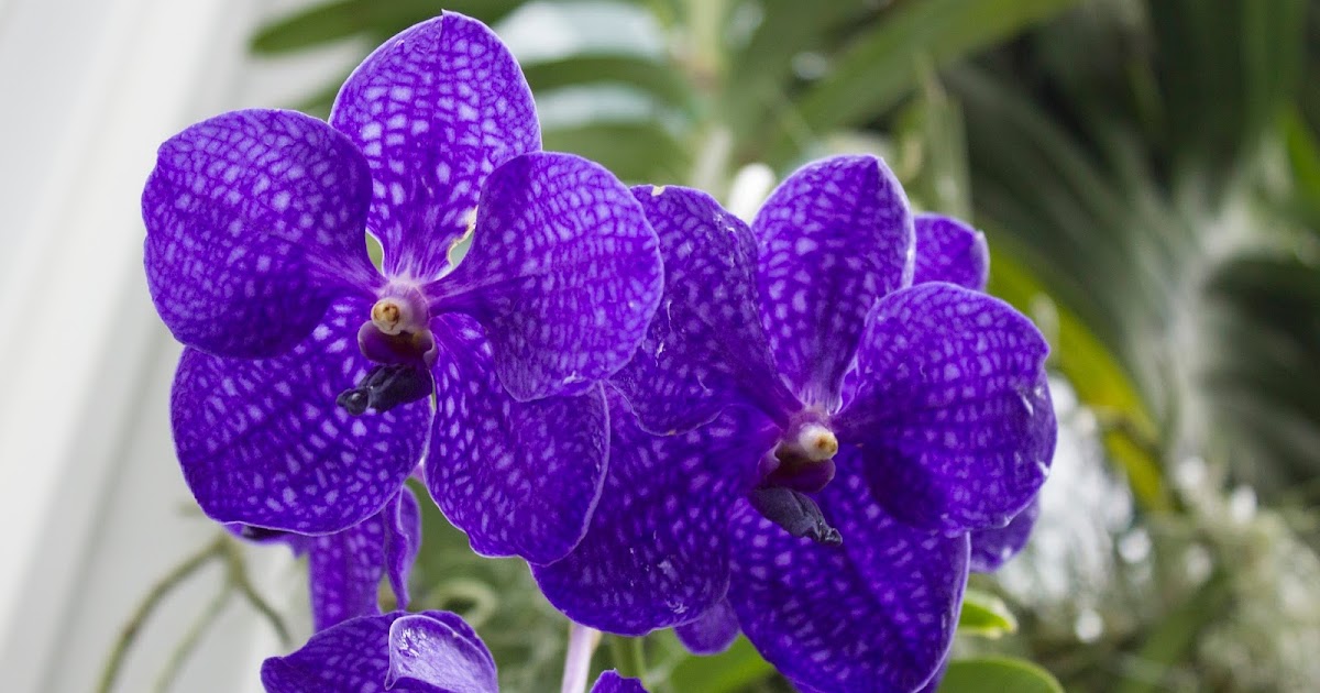 Maria's Orchids: A classic blue orchid: Vanda Pachara Delight