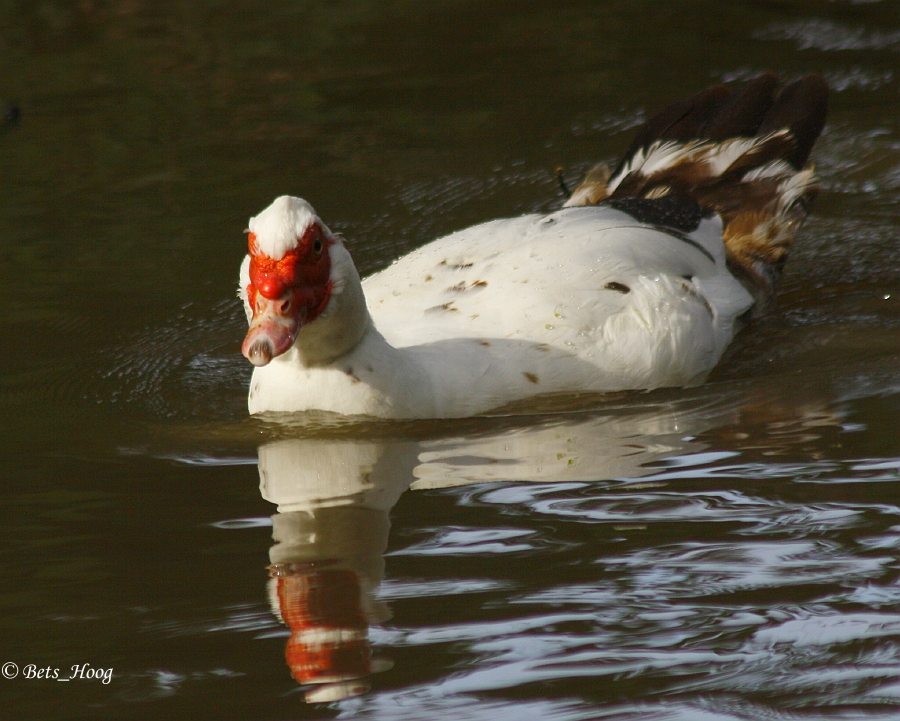 Bets Fotonieuws: Wassende muskuseend