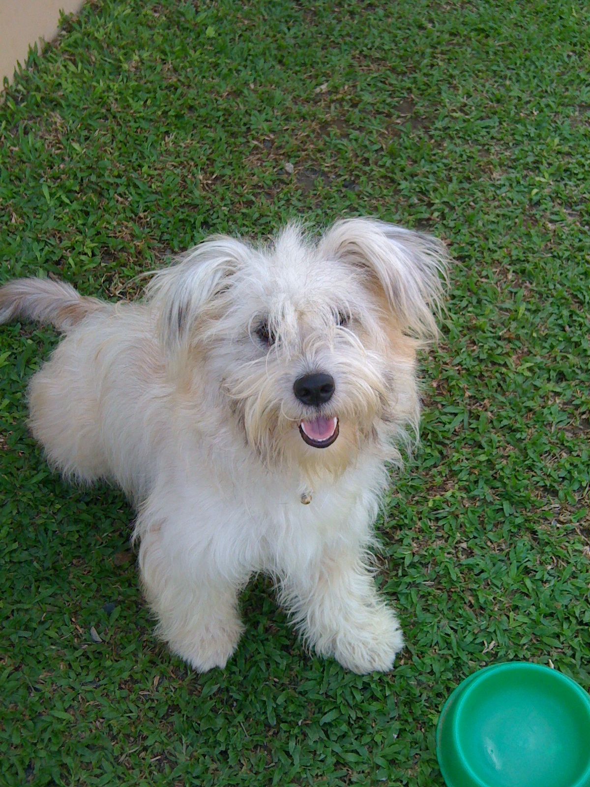 A Story of a Dog Named Nancy, A Tribute