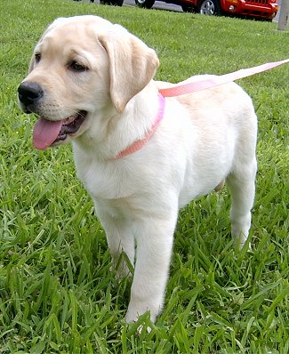 labrador retriever puppy - Wallpapers Free