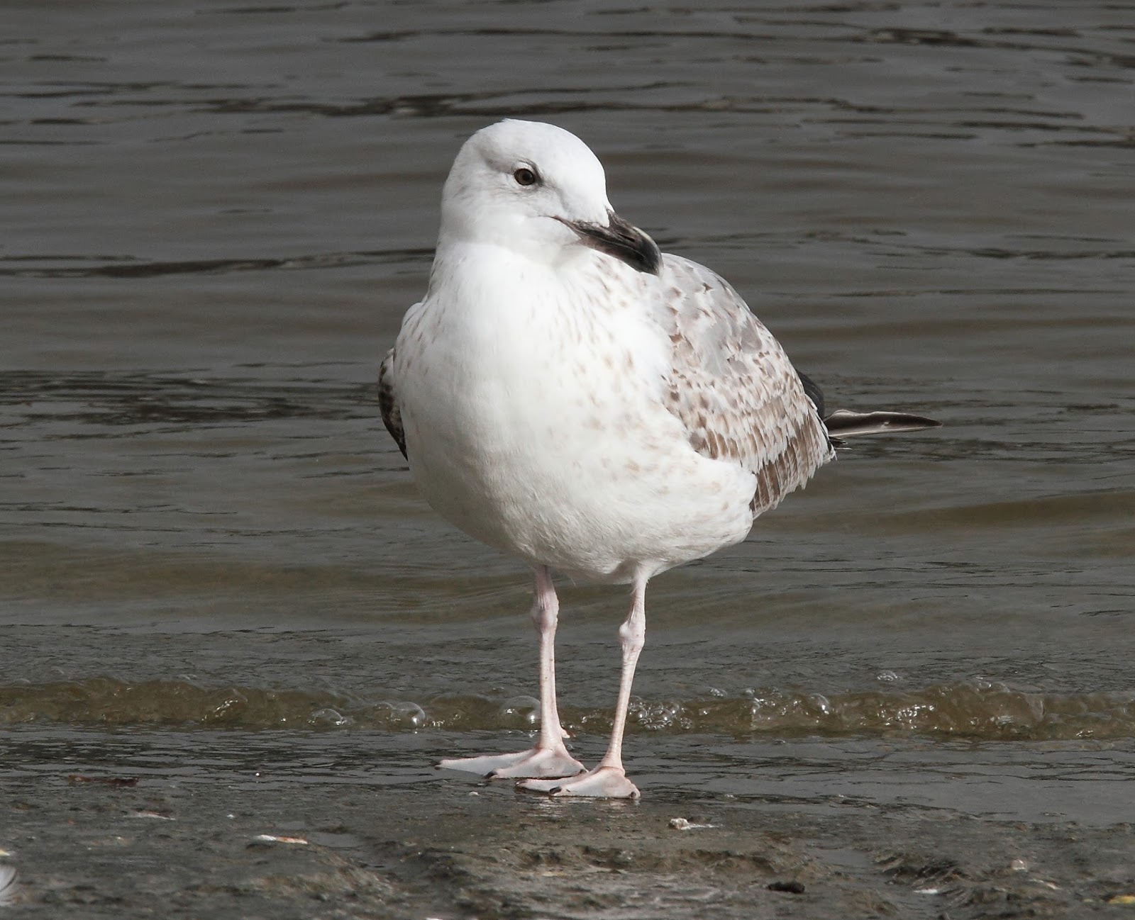 TT's Birding Blog: Caspian Gull