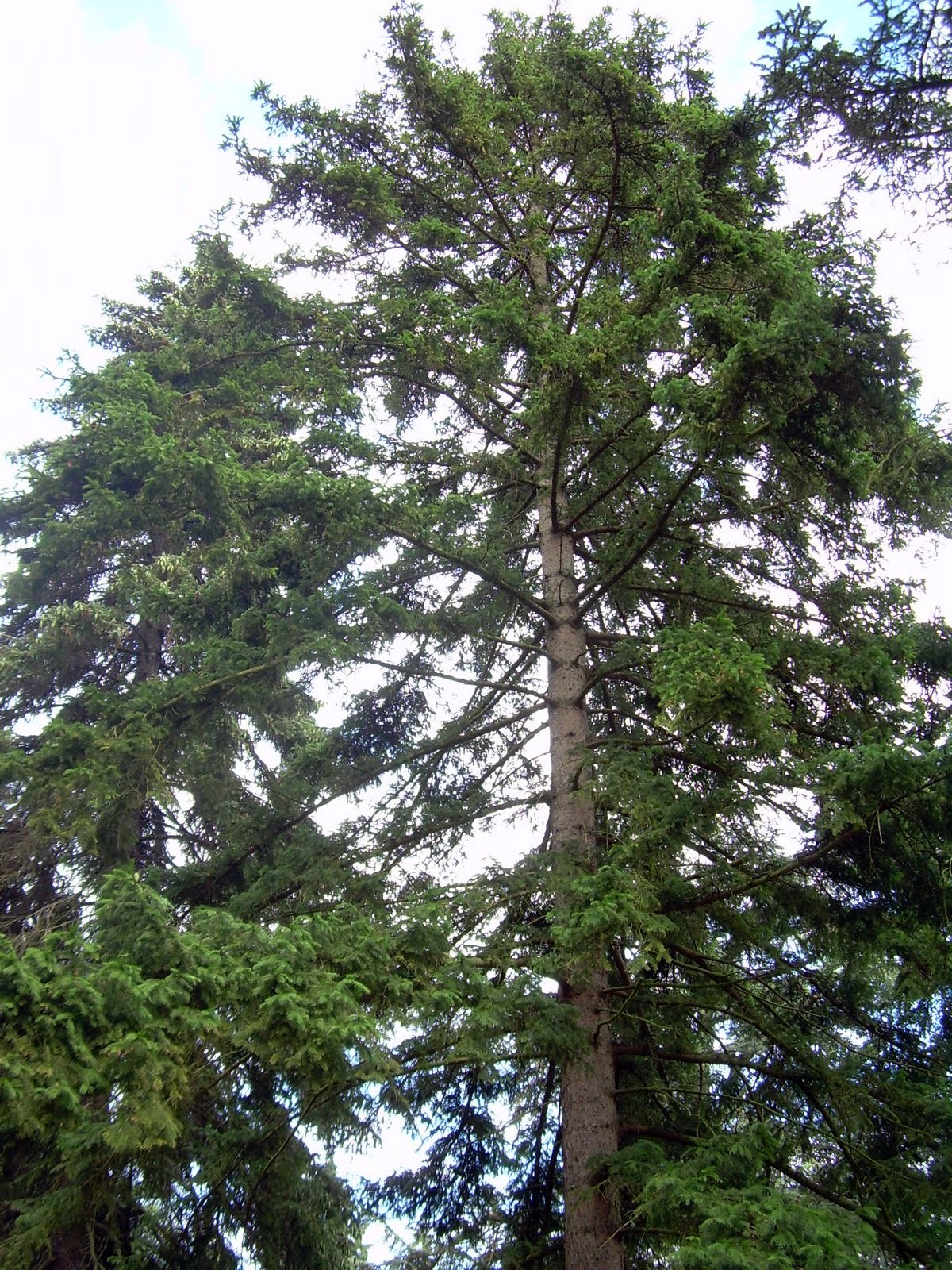 Taxonomia Plantae no Magnoliopsida: Phylum Tracheophyta Clase Pinopsida ...