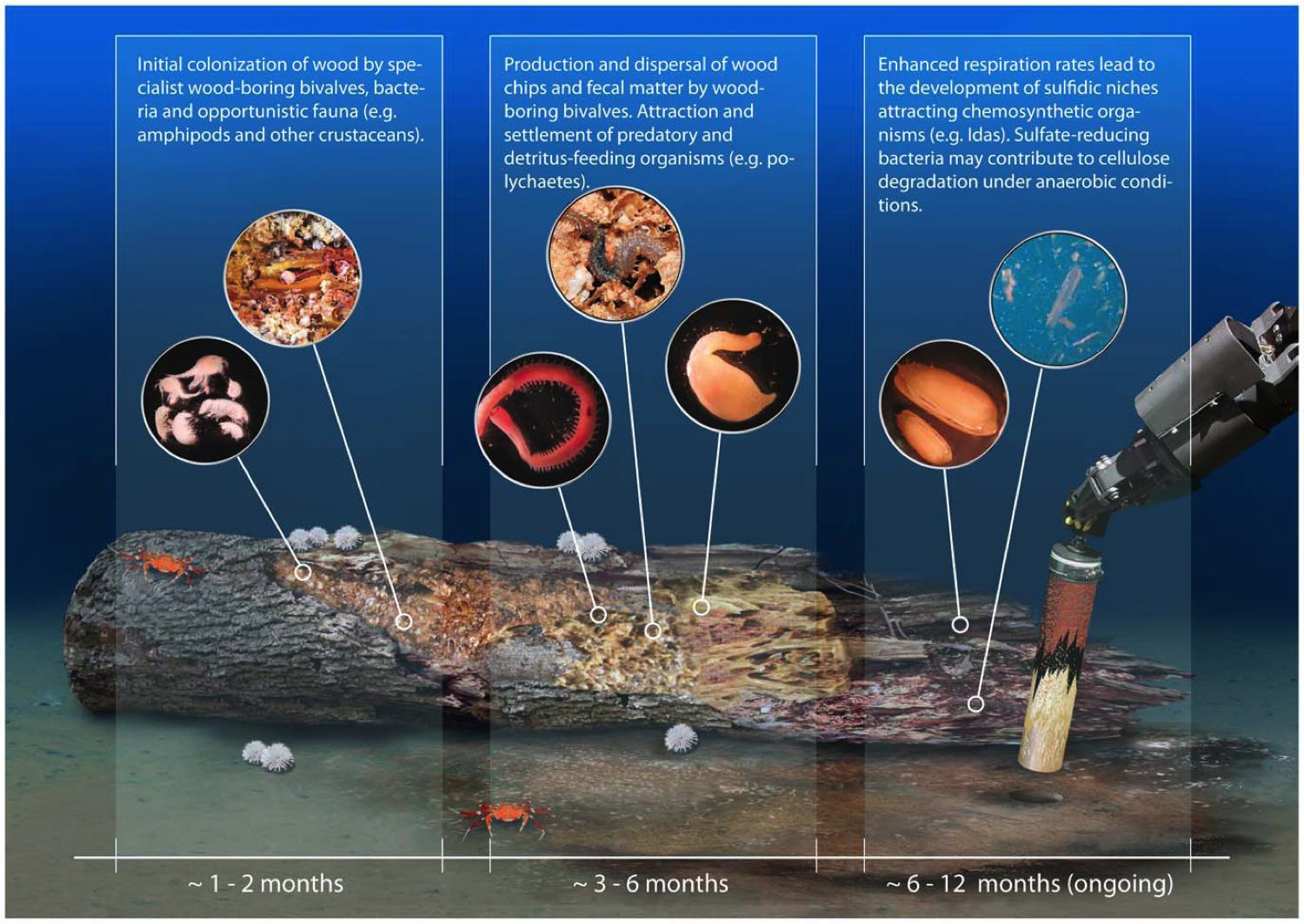 Chemosynthesis Diagram