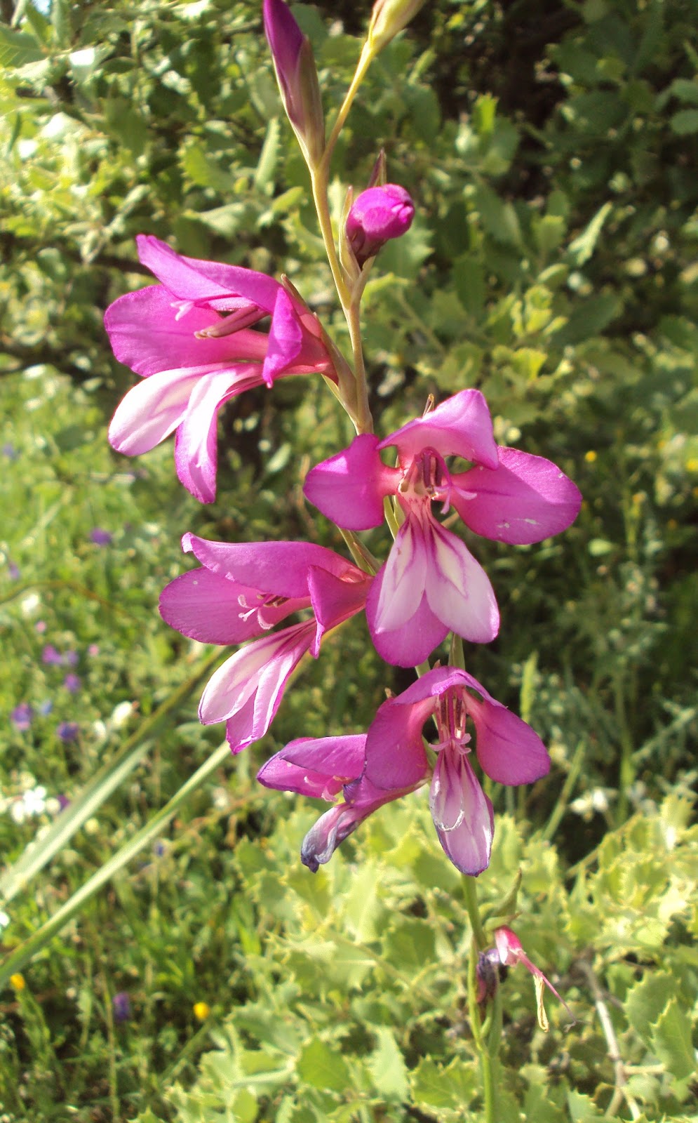 Entre jaras y encinas: Plantas con flores de color rosa