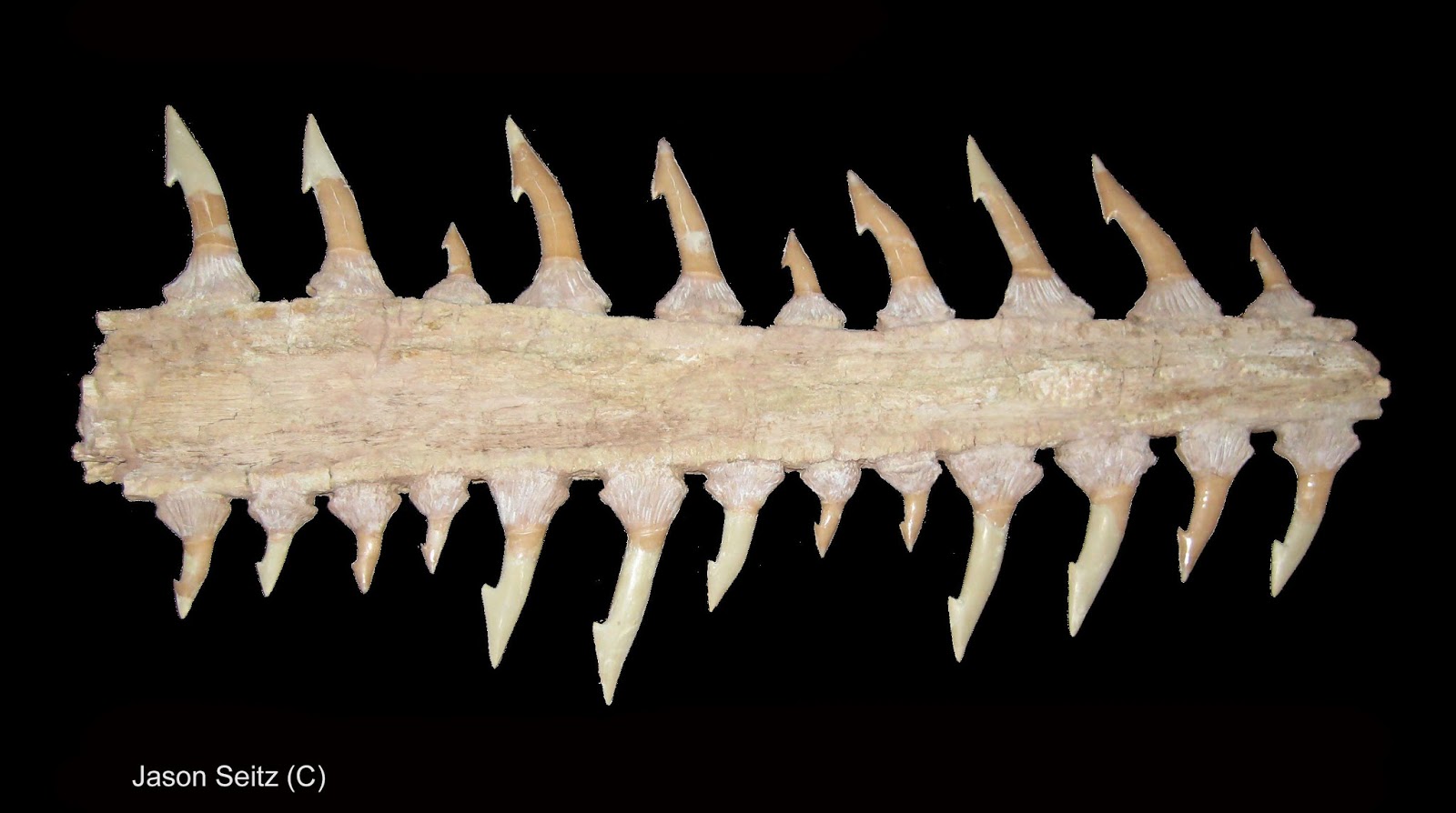 Sawfish Conservation Society: An Inordinate Fondness for Fish Snouts ...