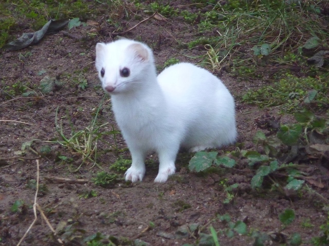 White Stoat - Pets