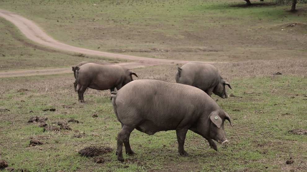 EL MARENOSTRUM: EL CAMINO DEL COCHINO, UNA RUTA IBERICA
