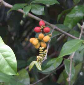 BAGAIMANA HENDAK MENANAM POKOK STEVIA: Buah Melinjau