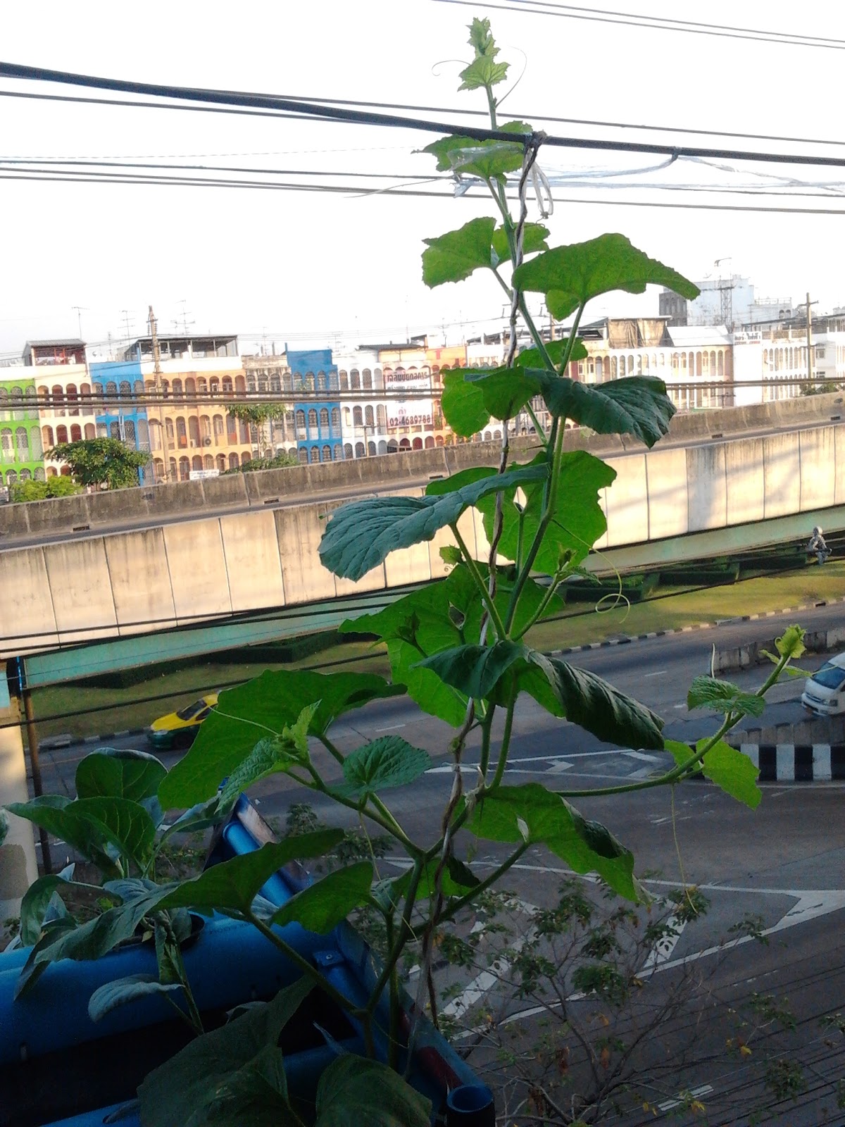 Aeroponics Thai: วันที่ 36 (02/03/2013) ทดลองปลูกเมล่อนเขียวด้วย ...