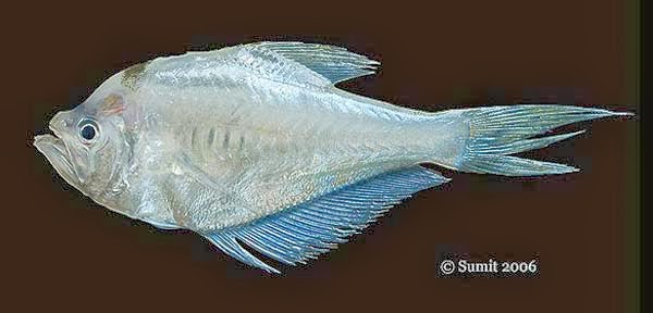 INDONESIAN FRESHWATER FISH COMMUNITY - IFFC: 2 Species of Family ...